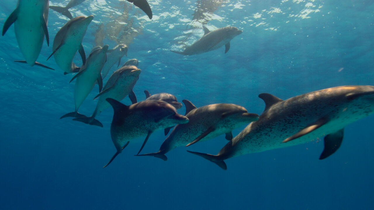 2024 Hisense 98/110 UX Owners Thread | Page 38 | AVS Forum